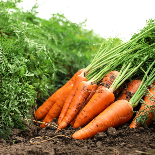 Semences de carottes, la qualité française au service des producteurs