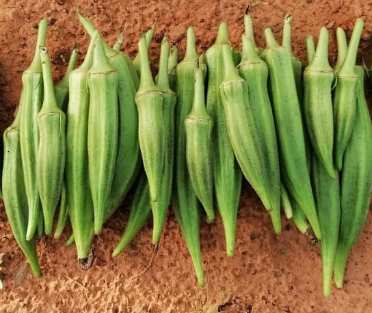 Semences de gombo : des variétés adaptées à l'Afrique de l'Ouest