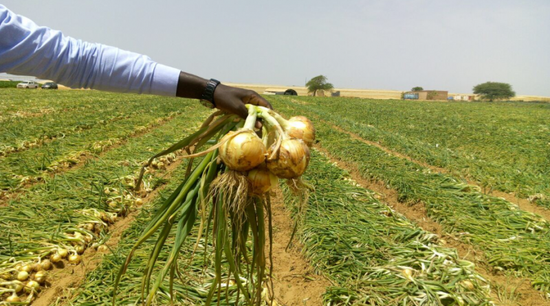 Semences d'oignon pour latitudes tropicales : variétés adaptées ...