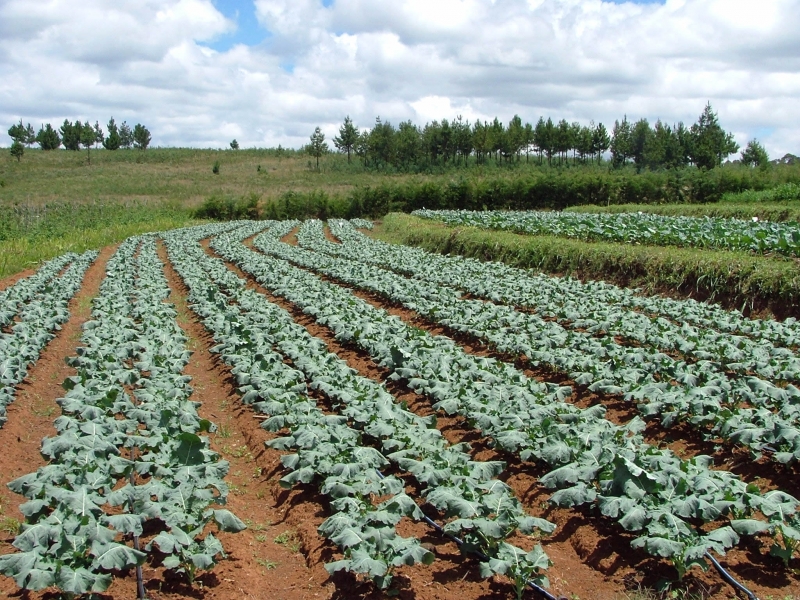 ICS in Madagascar - successful farming