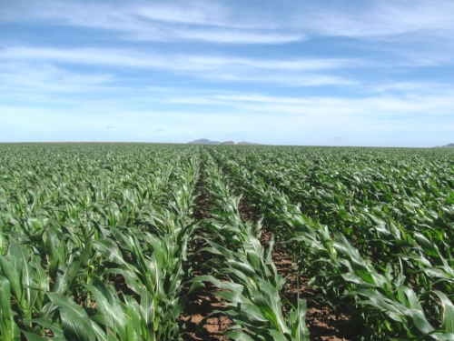 ICS in Madagascar - successful farming