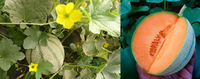 Semences de melon pour l'Afrique : F1 Yoruba au top des variétés