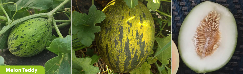 Semences de melon pour l'Afrique : F1 Yoruba au top des variétés