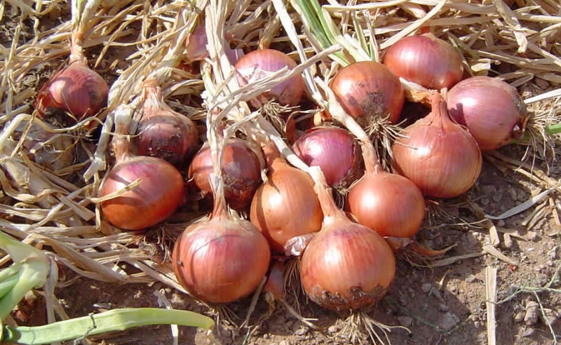 Semences d'oignon pour latitudes tropicales : variétés adaptées ...