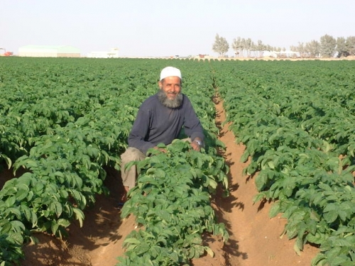 ICS: expertise + machines for successful Potato crop management